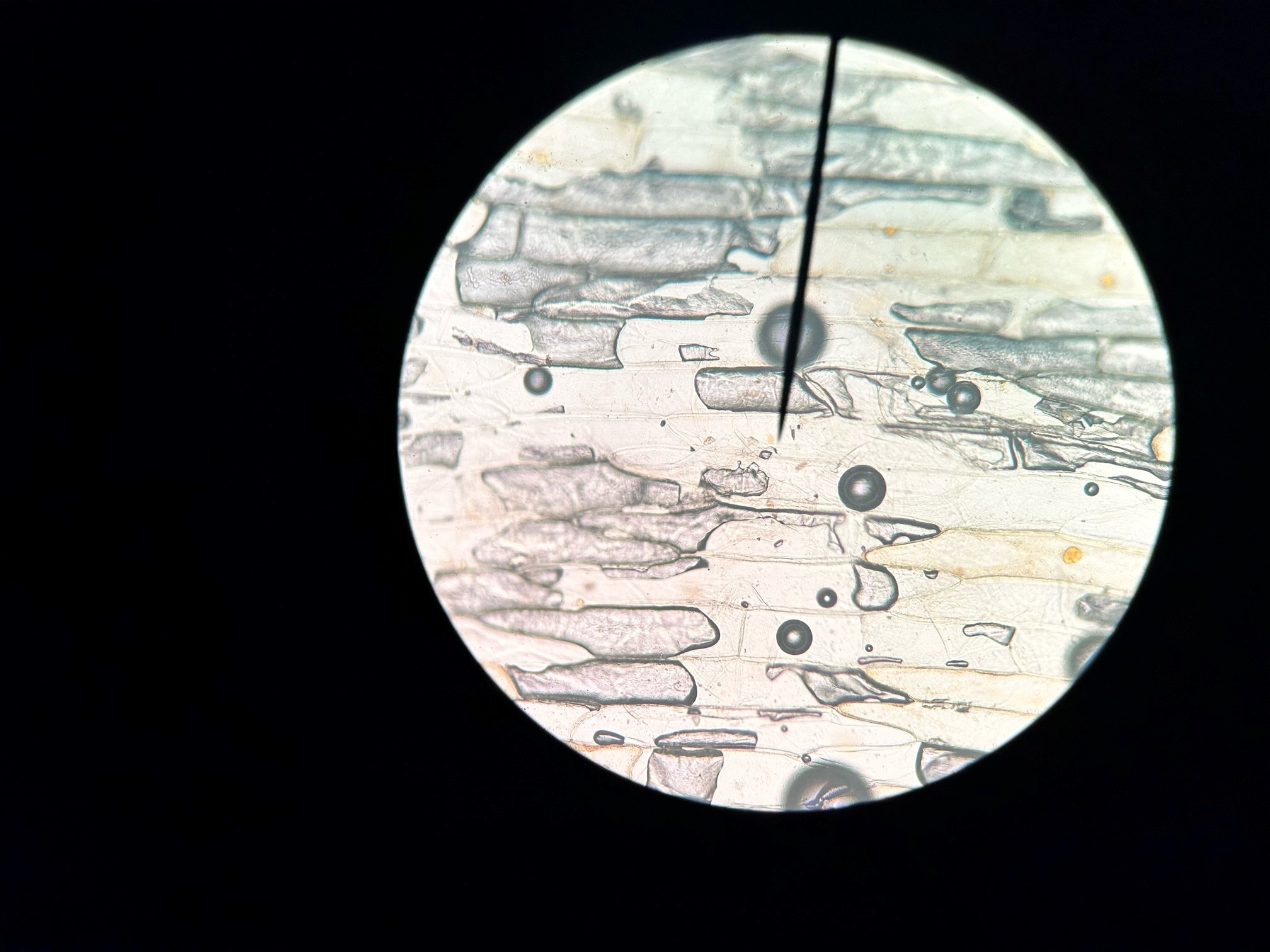 Year 10 Science Practicals - Cullybackey College